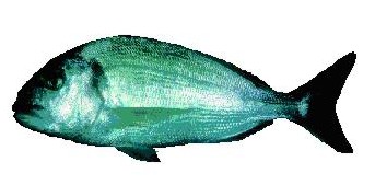 Club de Pesca Nª Sª del Carmen: Cebos y Pescado