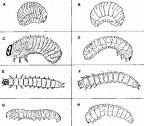 Entomologiaa2: TIPOS DE LARVA.