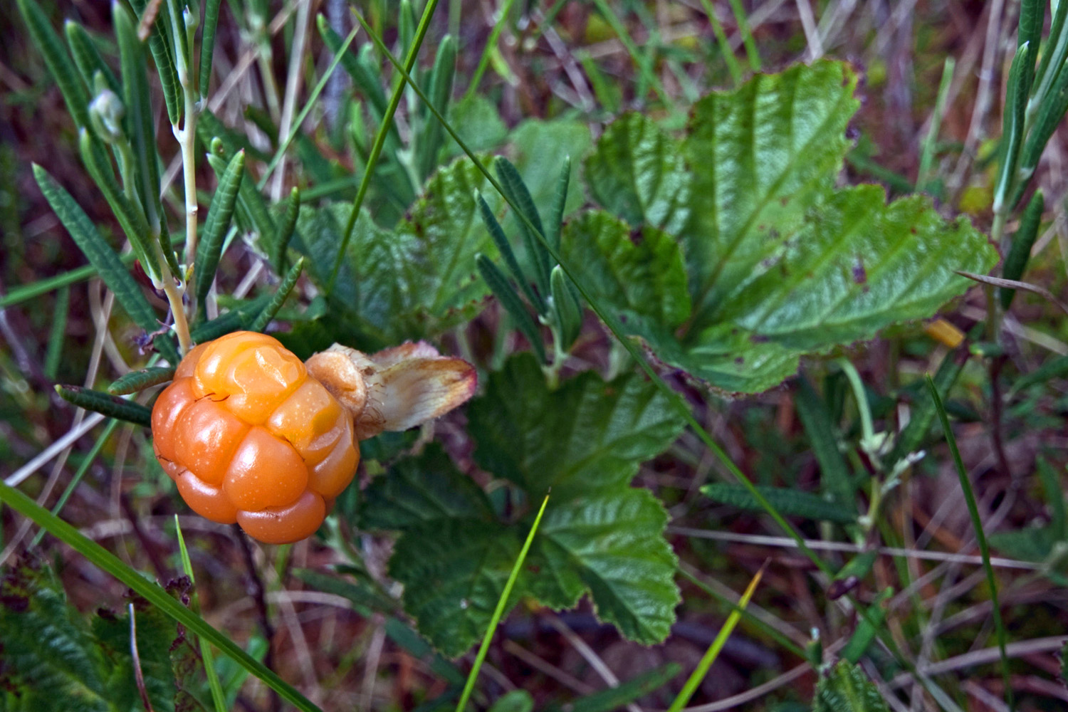 Eko-Kuvia: Hilla,Lakka, Muurain, Valokki