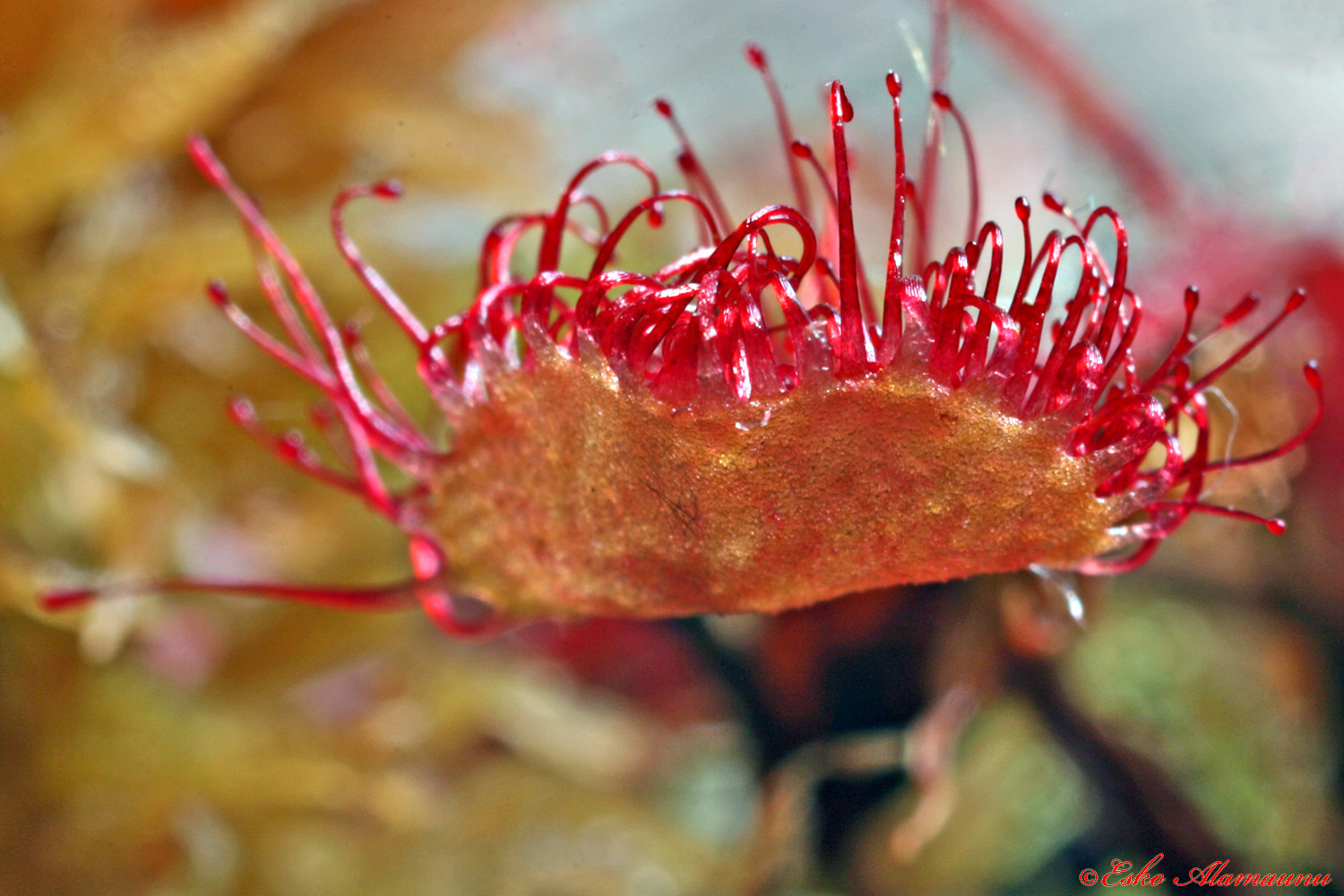 Eko-Kuvia: Pyöreälehtikihokki