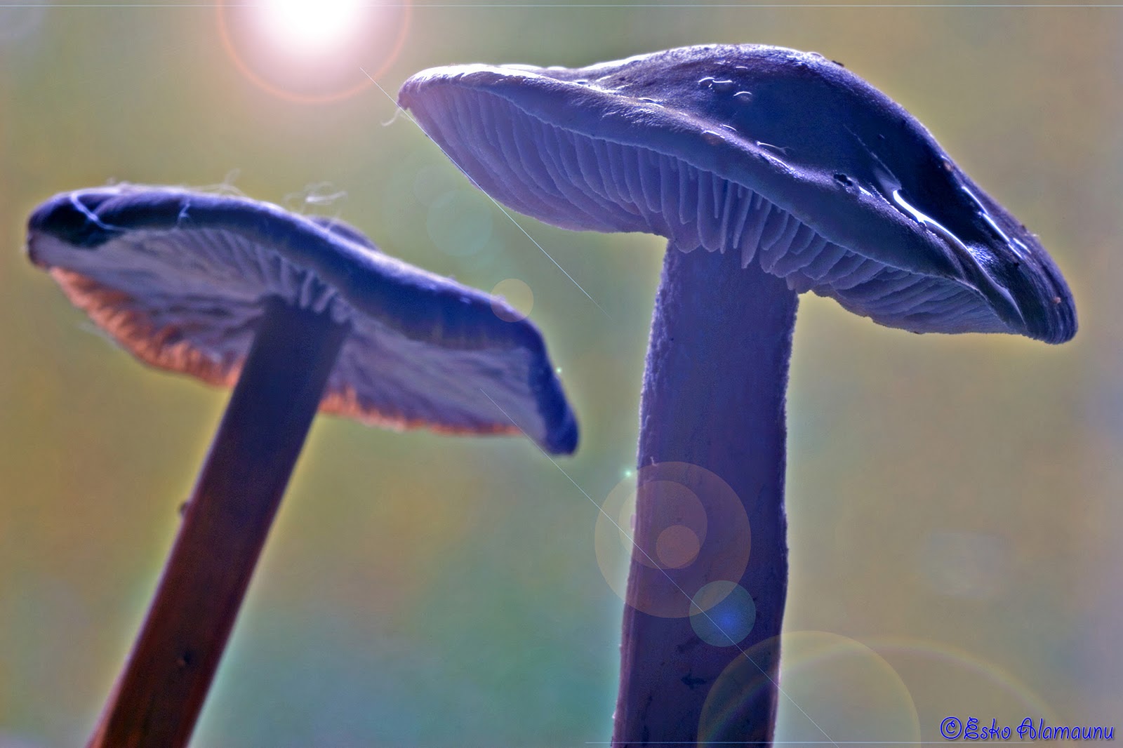 Eko-Kuvia: Syksyn *SIENIÄ*