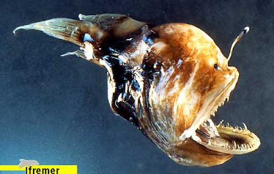 Le fabuleux destin du pingouin: La lumière des abysses