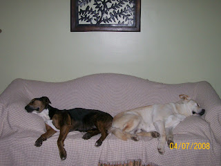 Price Family Shoutouts: Conjoined Dogs?