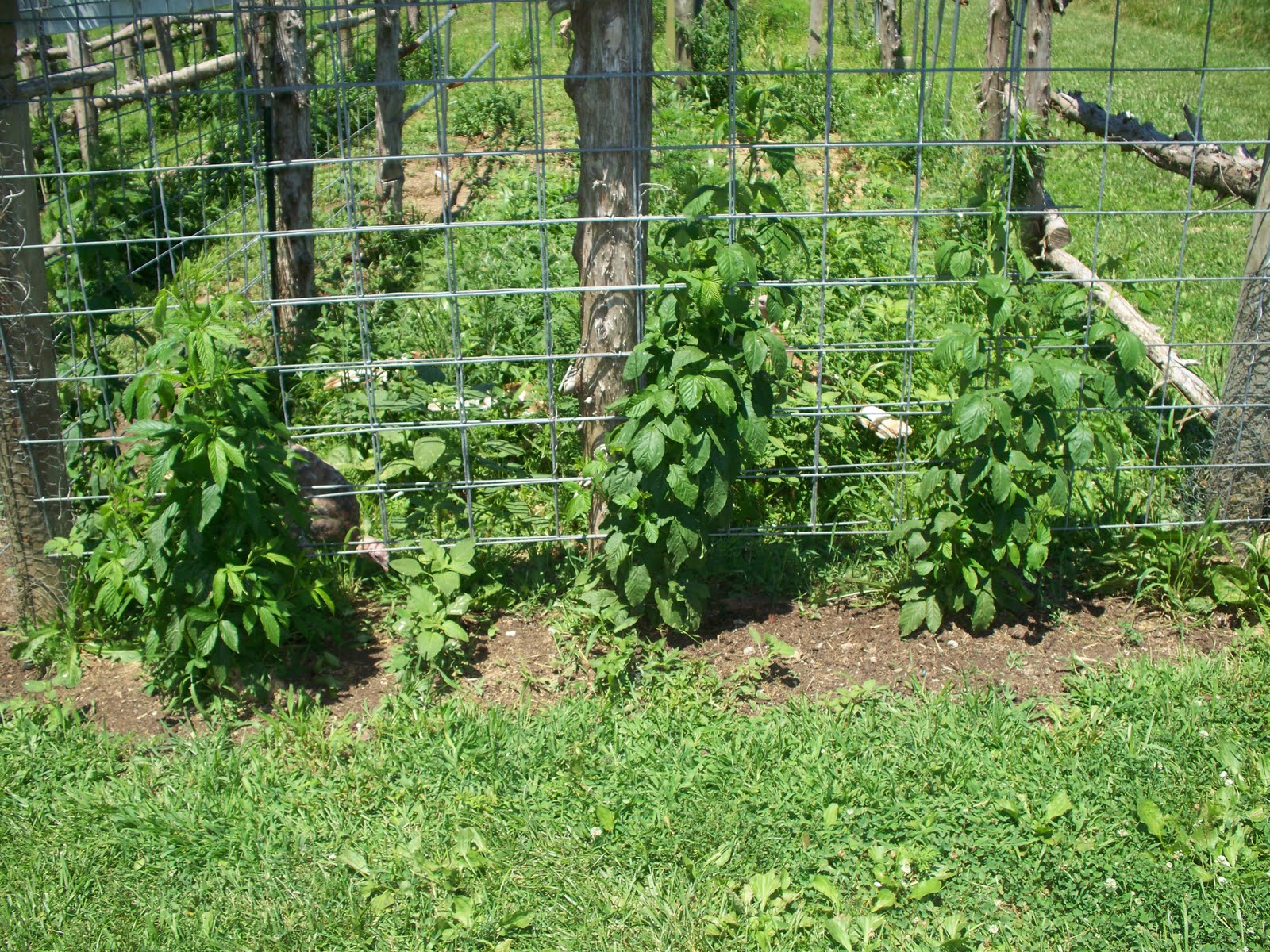 Bishop's Homegrown Produce/Face Of The Earth Seed: White Blackberries ...