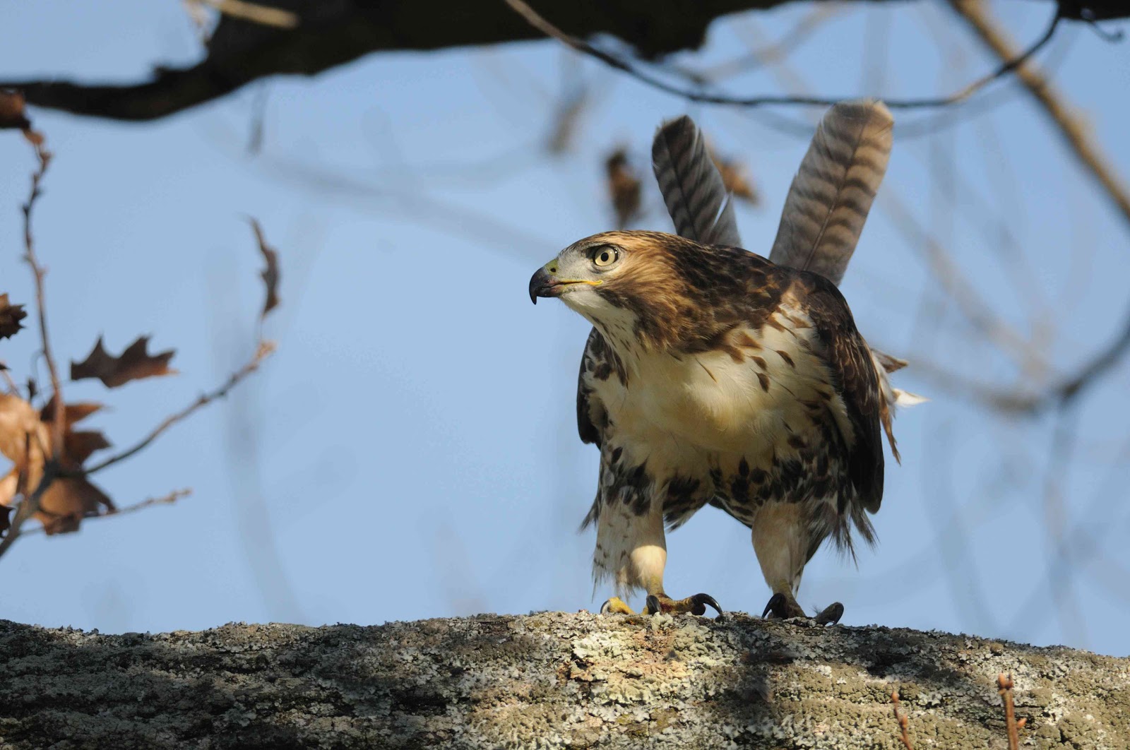 KRNaturalPhoto: Sperr Park Hawk