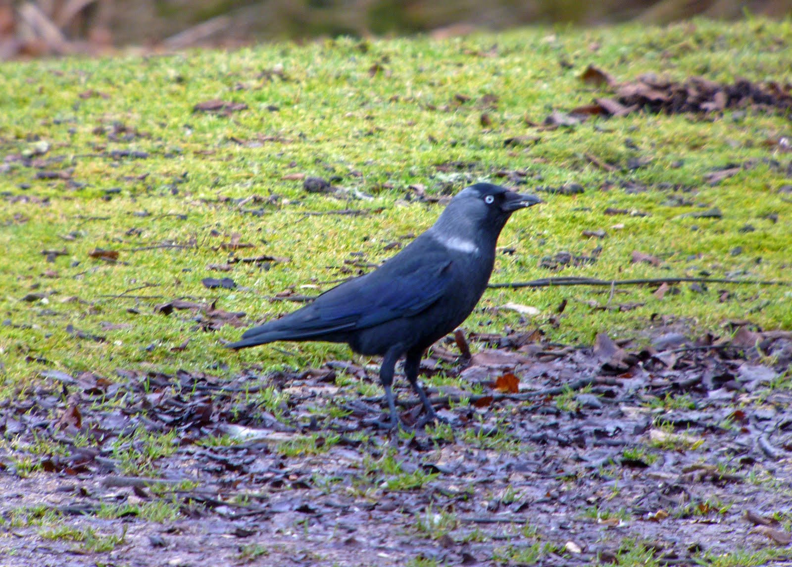 Hedgeland Tales: Nordic Jackdaw
