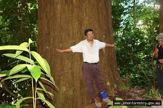 KAYU UTAMA SDN. BHD.: Gambar Pokok Chengal Terbesar Di Negeri Johor