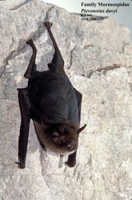 Animal Behavior and Ethology: The mustached bat