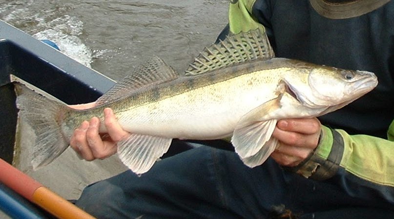 A London Fishmonger: Zander - Coming to a canal, or dinner plate, near you