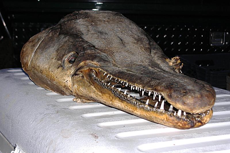 Paranormal And Strange World: Alligator Gar Or Gator Gar(Atractosteus ...