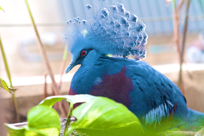 Derek Brad Photography: Birds: Philadelphia Zoo