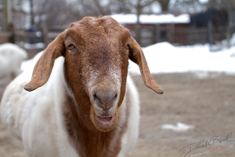 Derek Brad Photography: Farm Animals : Philadelphia Zoo