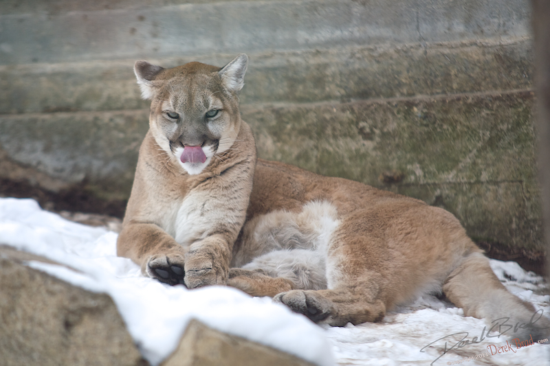 Derek Brad Photography: Big Cats : Philadelphia Zoo