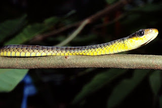 GUARDIÕES DA NATUREZA: COBRA-CIPÓ.
