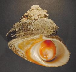 EL BLOG DE AMADO: Bolma rugosa y el Ojo de Santa Lucía