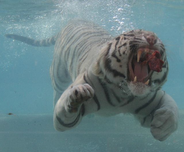 twitice: Amazing White Bengal Tiger Eating Under Water