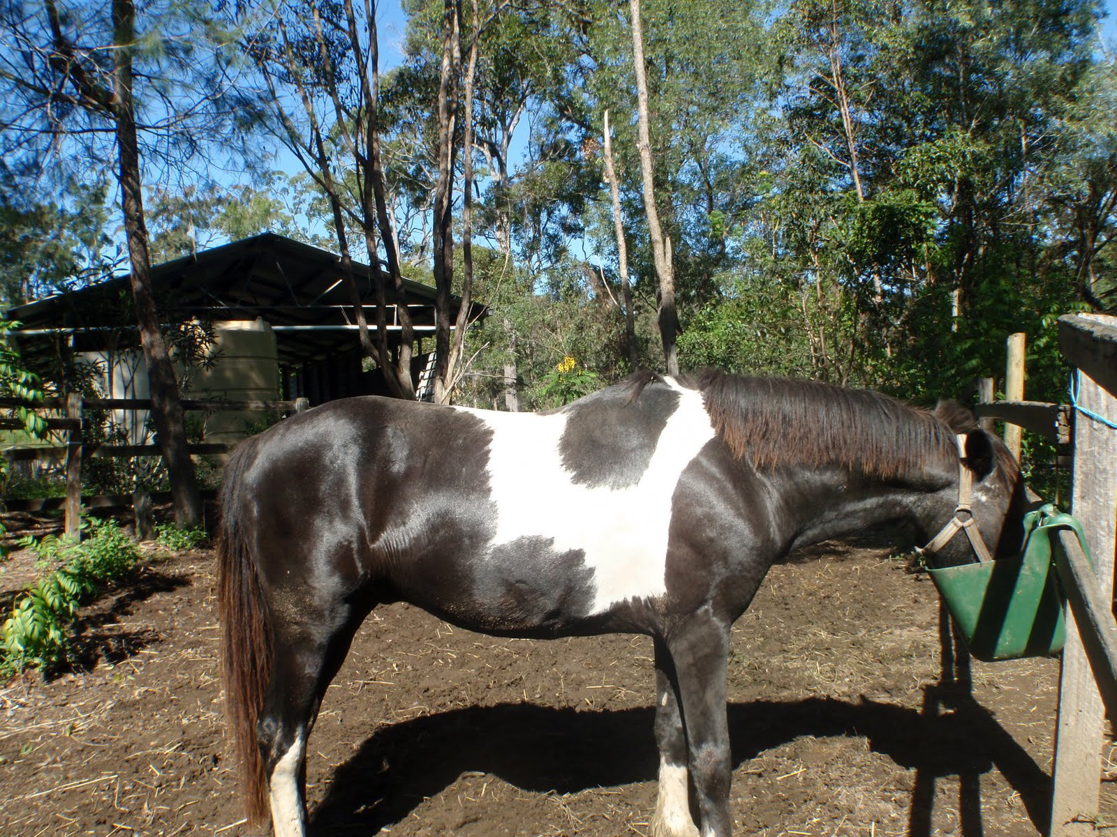 Save a Horse Australia Horse Rescue and Sanctuary: Chance Has Retired ...