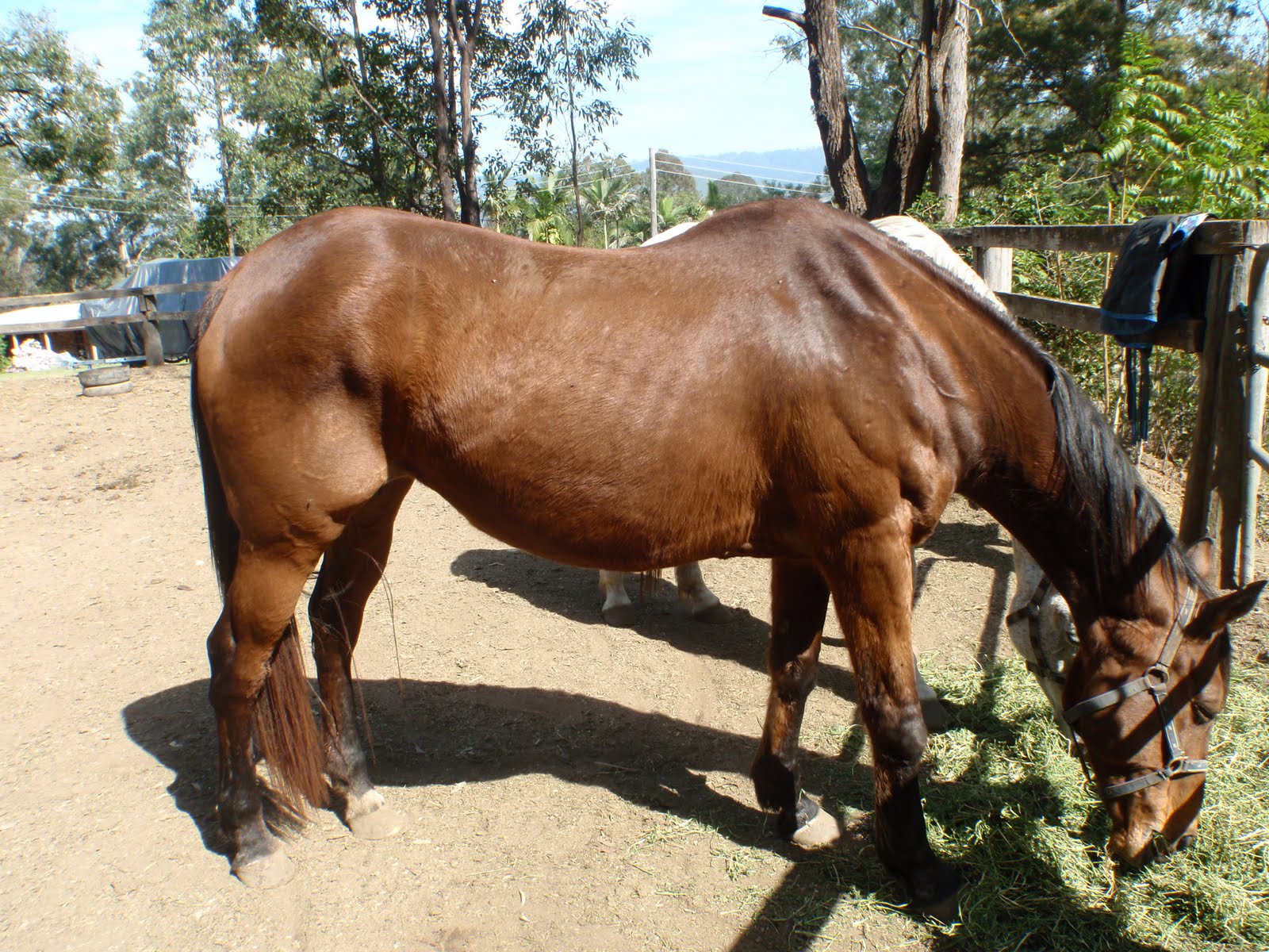 Save a Horse Australia Horse Rescue and Sanctuary: RE-HOMED ♥