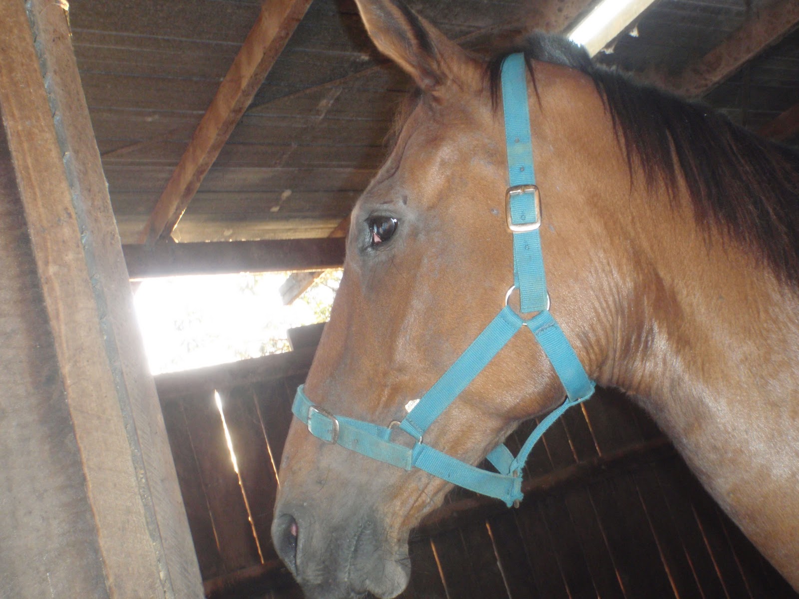 Save a Horse Australia Horse Rescue and Sanctuary: Horsey Update ♥