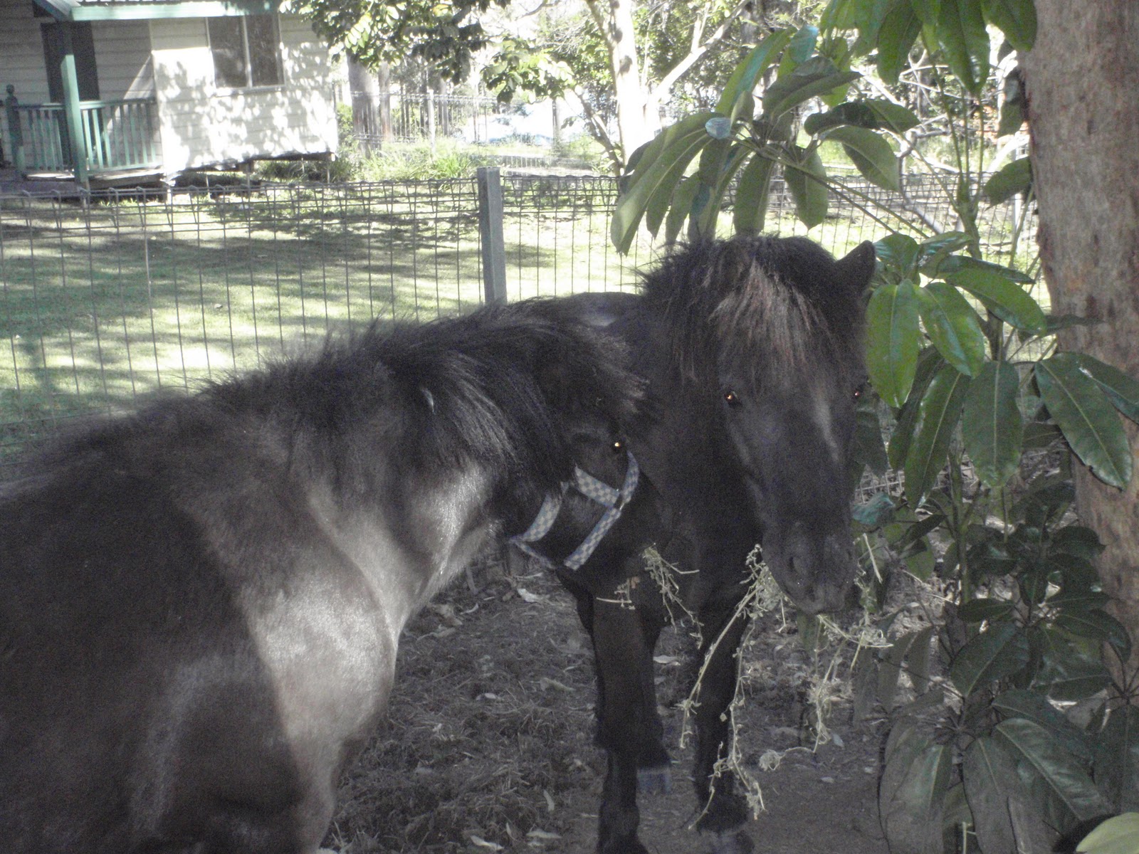 Save a Horse Australia Horse Rescue and Sanctuary: Horsey Update ♥