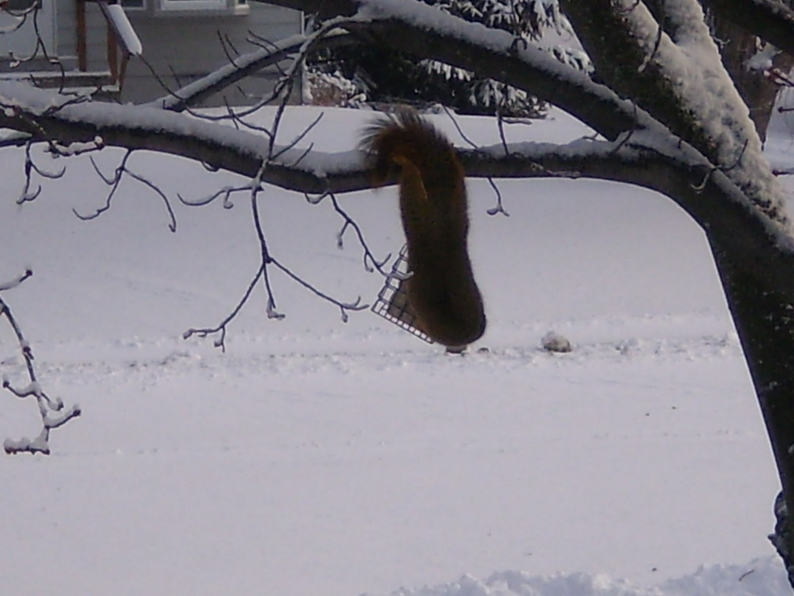 Devil Squirrel - The Daily Oskar