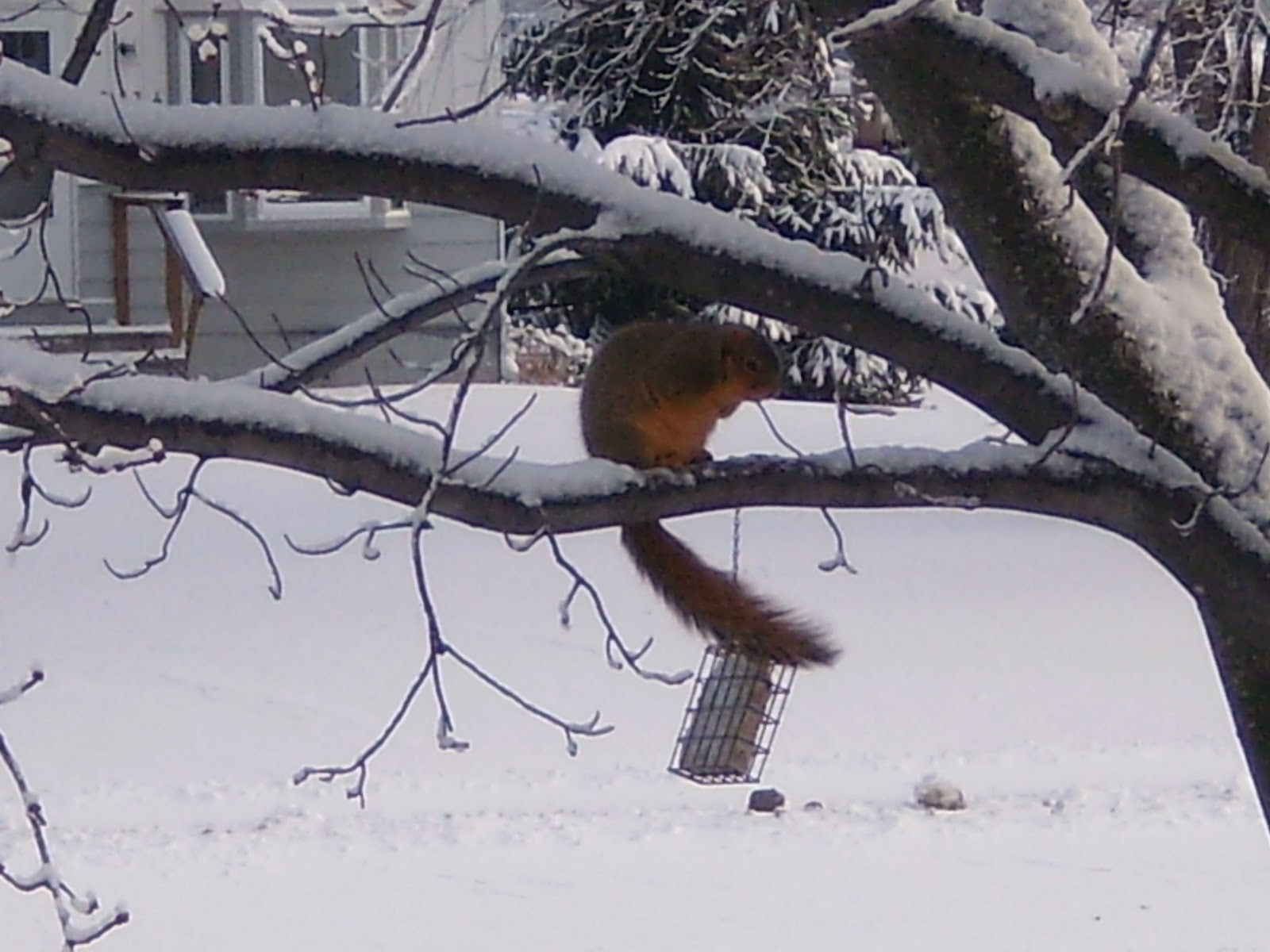 Devil Squirrel - The Daily Oskar