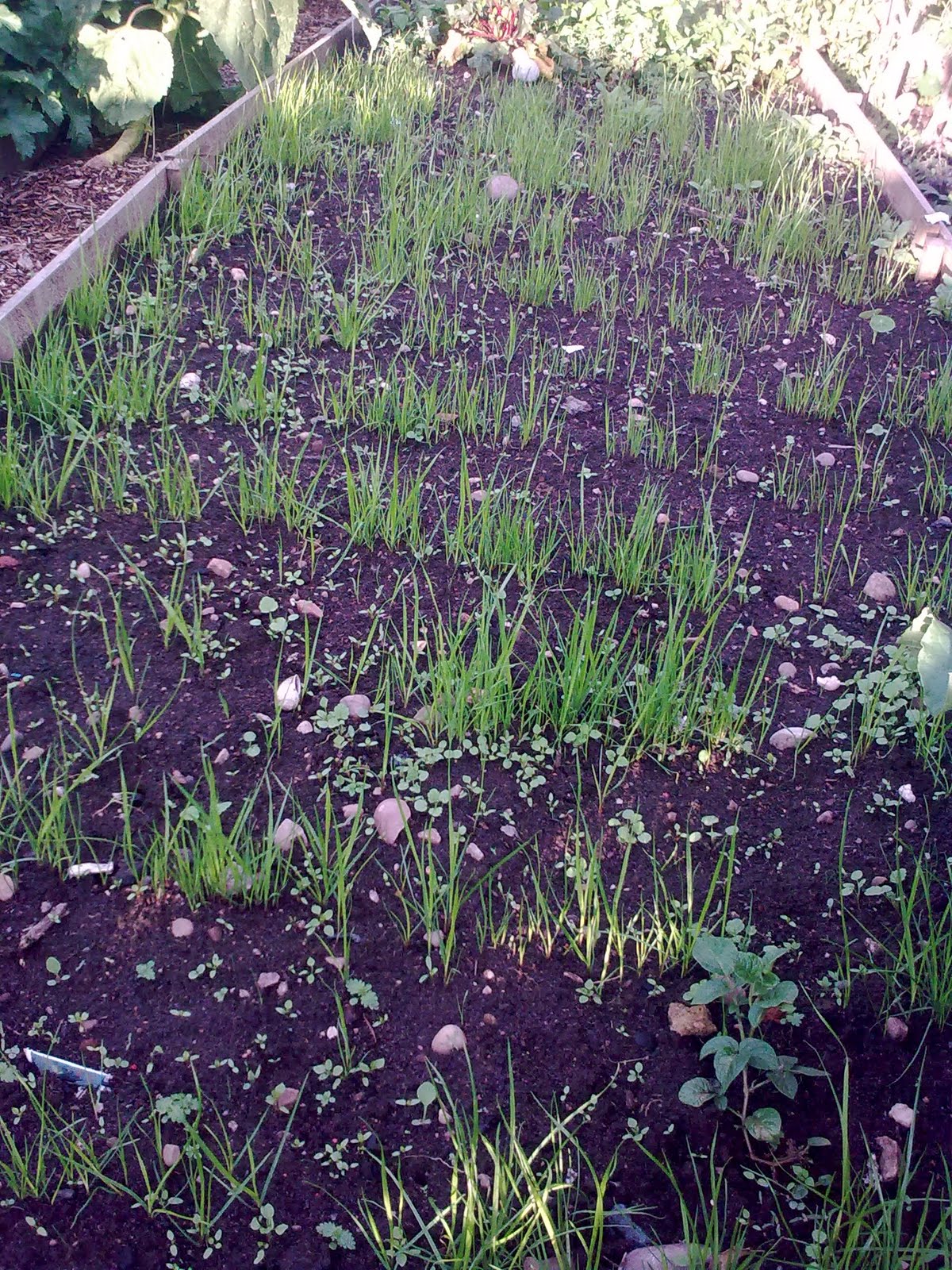 Hazel and Jane's allotment: Mrs Potato Head