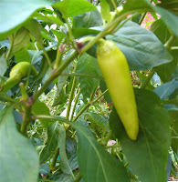 Pickled Hungarian Wax Peppers | Little House in the Suburbs