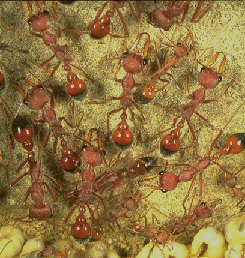 FORMIGUES GEGANTS AUSTRALIANES - El Món de les Formigues