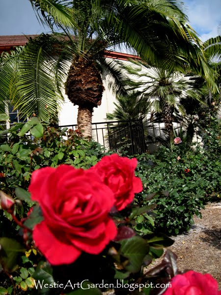 Westie, Art & Garden: Florida Gardens and travels