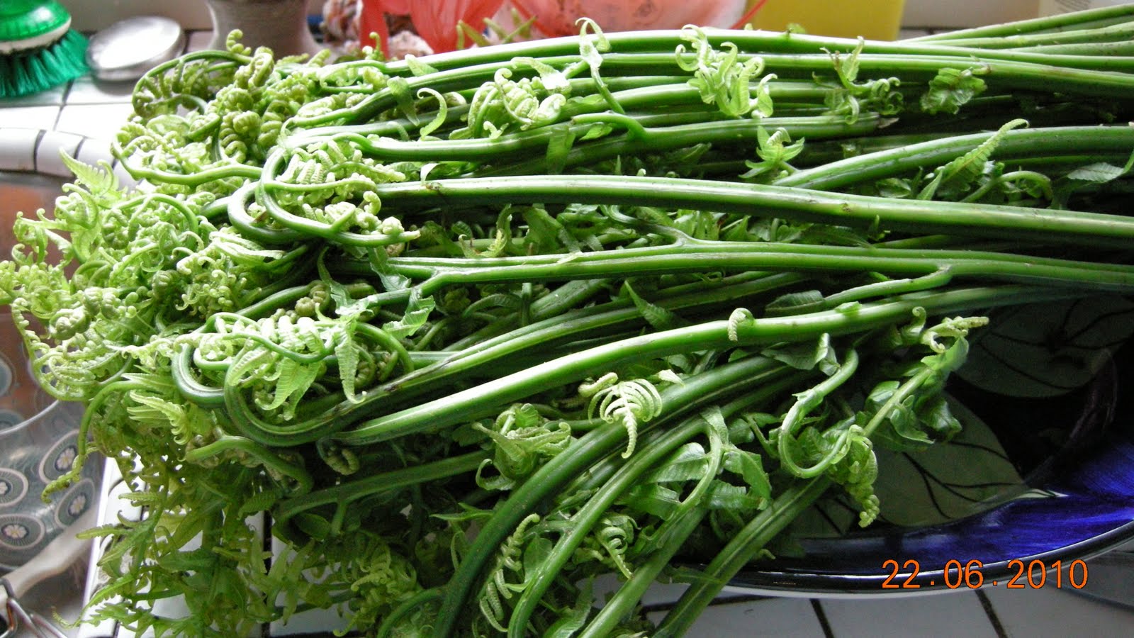 Home Cooking: Fiddle-head ferns