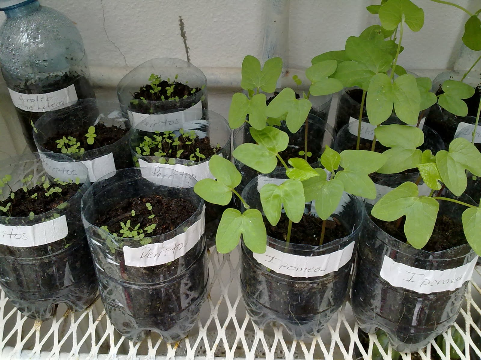 De plantas y algo mas: Proyecto SIEMBRA COMUNITARIA...