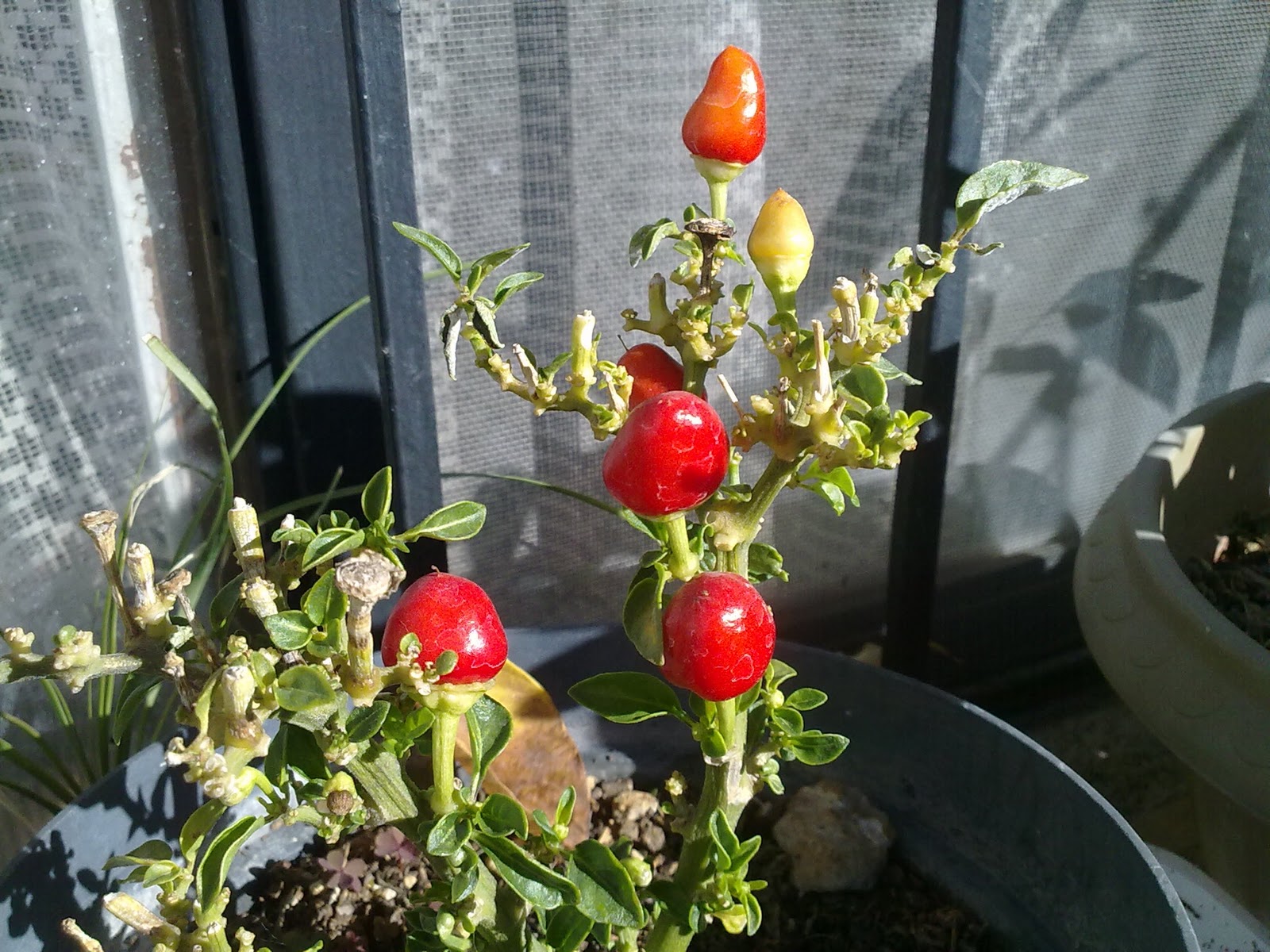 De plantas y algo mas: Y las del huerto....