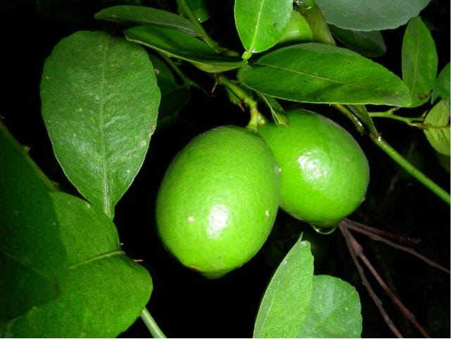 We love Our Bangladesh: Lemon (Lebu )
