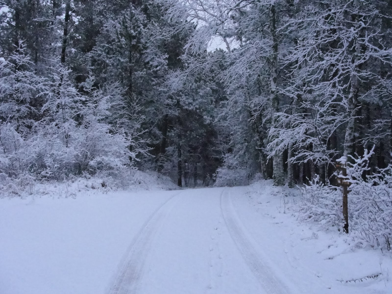 zz fawn: First snow of 2010