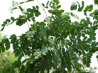 Malunggay or Moringa ... we sell organic seedlings in large volume ...