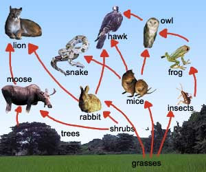 Geography and Environment
