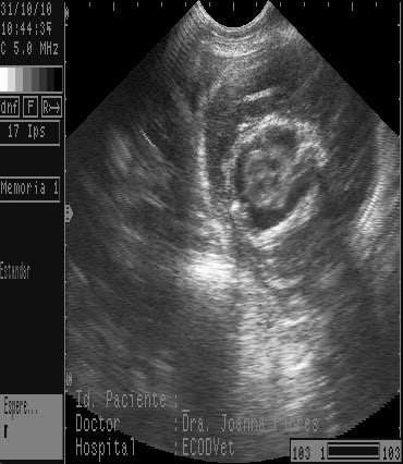 Que Causa Los Cachorros Anasarca