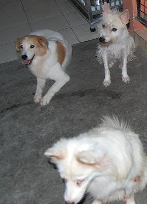 Life With The Animal Doctor: 2011