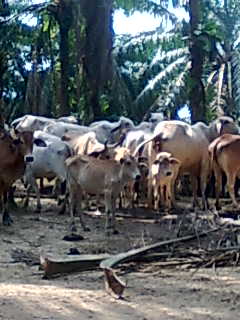 Lembu: Lembu Brahman dan KK