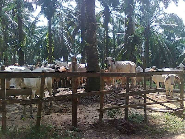 Lembu: Lembu Brahman dan KK