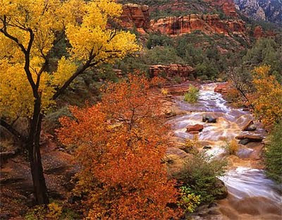 At Home 'n About: An Arizona Autumn