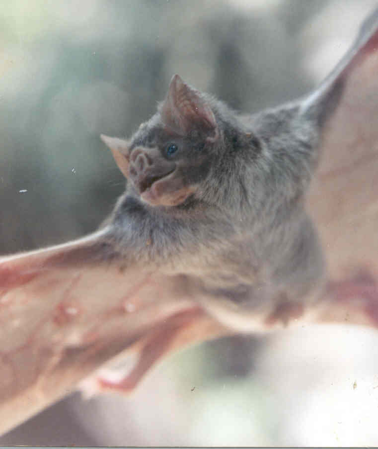 sobrenatoral: MURCIÉLAGOS Y VAMPIROS