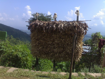 Wonderful Photos: storage of the maize