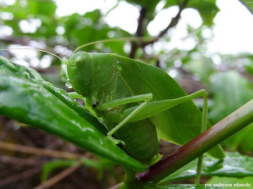 Devaneios Aponeuróticos: Bicho Esperança!