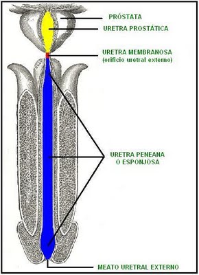 Urología Peruana: Dr. Susaníbar: Estenosis de uretra