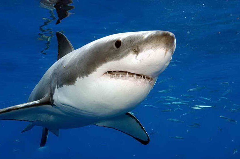 BERITA UNIK, MENARIK DAN BERMANFAAT: 10 Hewan Dengan Gigitan Terkuat di ...