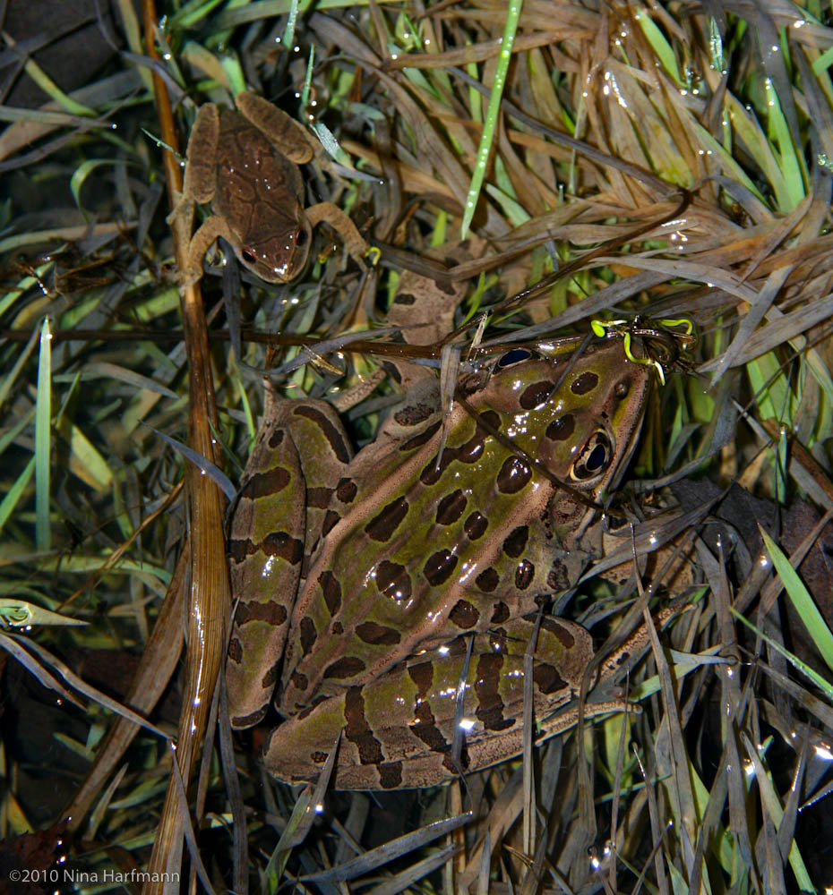 Nature remains.: First frogs