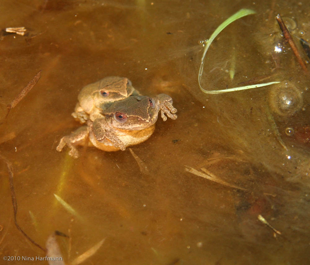 Nature remains.: First frogs