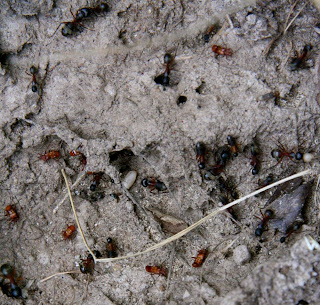 Nature remains.: International Rock Flipping Day